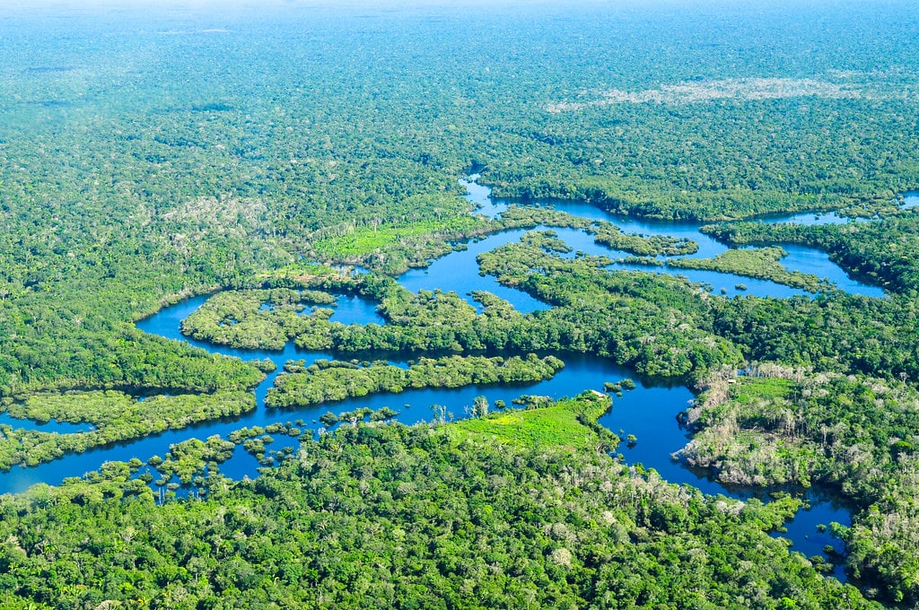 What is Really Happening in the Amazon Forest? - 350