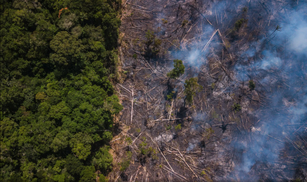 What is Really Happening in the Amazon Forest? - 350